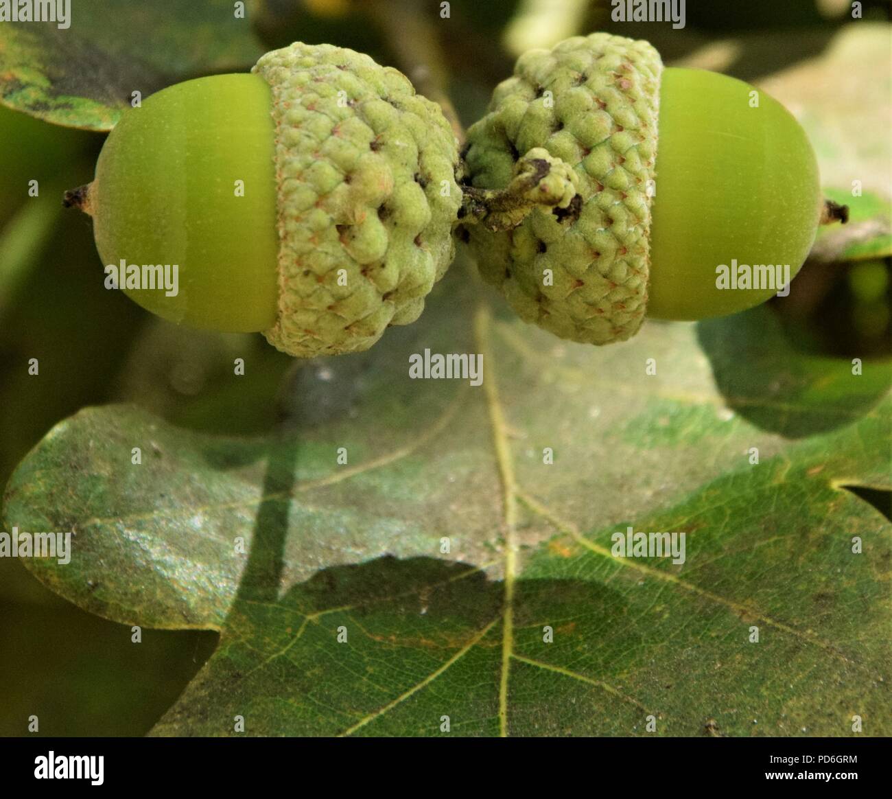 Acorn texture hi-res stock photography and images - Alamy