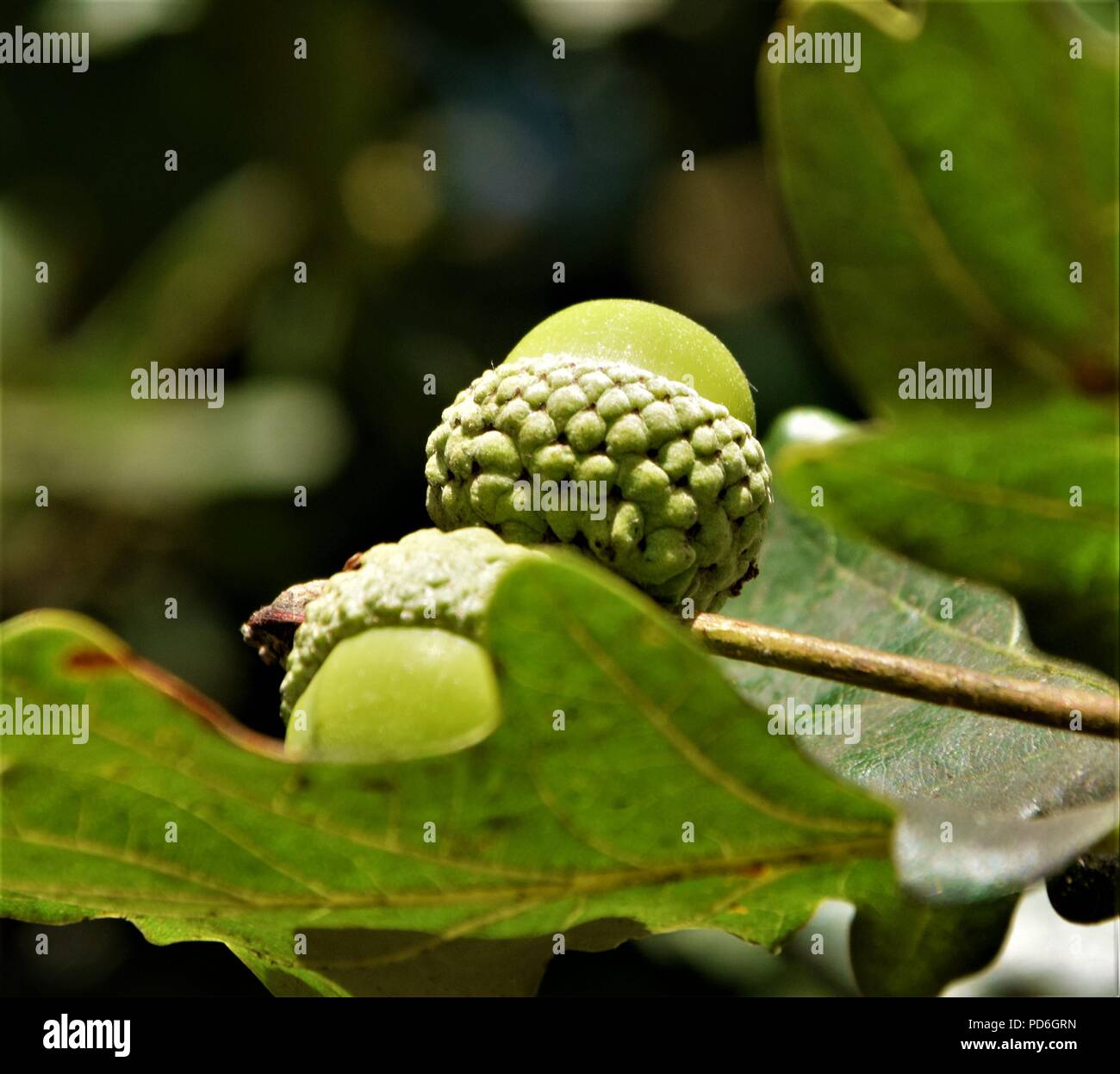 Acorn texture hi-res stock photography and images - Alamy