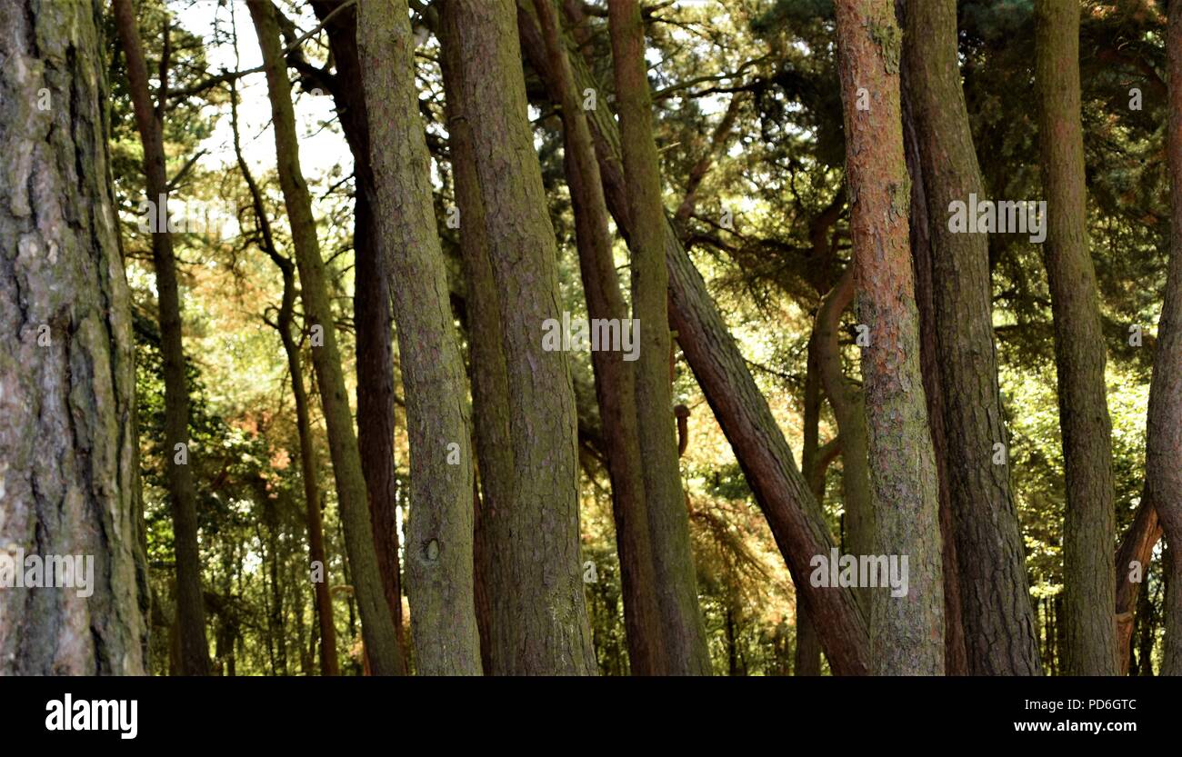 Dead conifers hi-res stock photography and images - Alamy