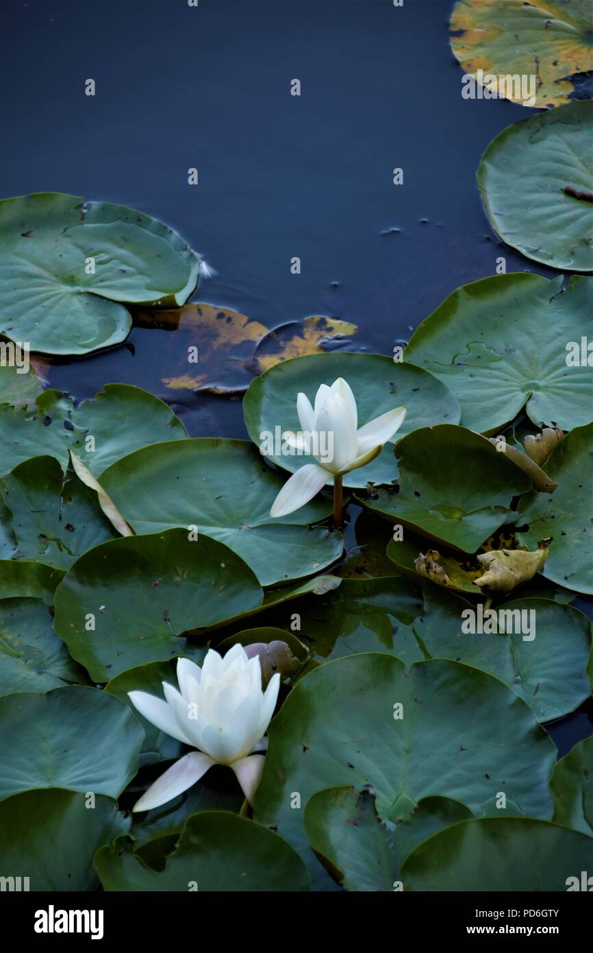 Lily lotus flowers hi-res stock photography and images - Alamy