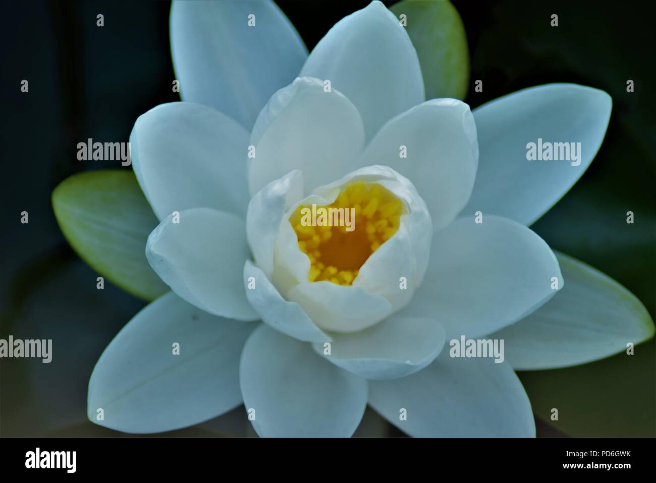 Water lily close up macro photo Stock Photo - Alamy
