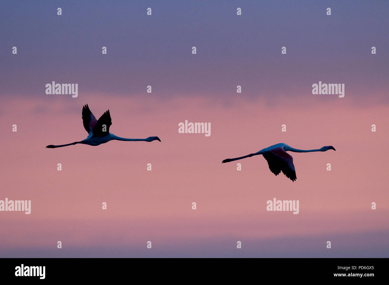 Great Flamingo - Flight - Phoenicopterus roseus Flamant rose - Vol ...