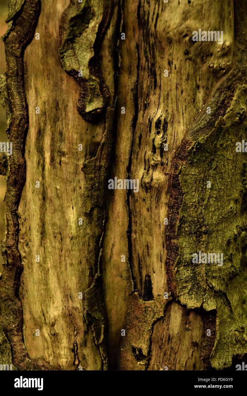 Tree bark texture macro photography in the nature with green moss over ...