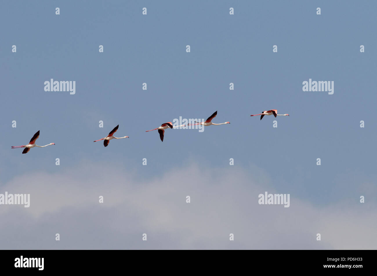 Phoenicopterus scratching hi-res stock photography and images - Alamy