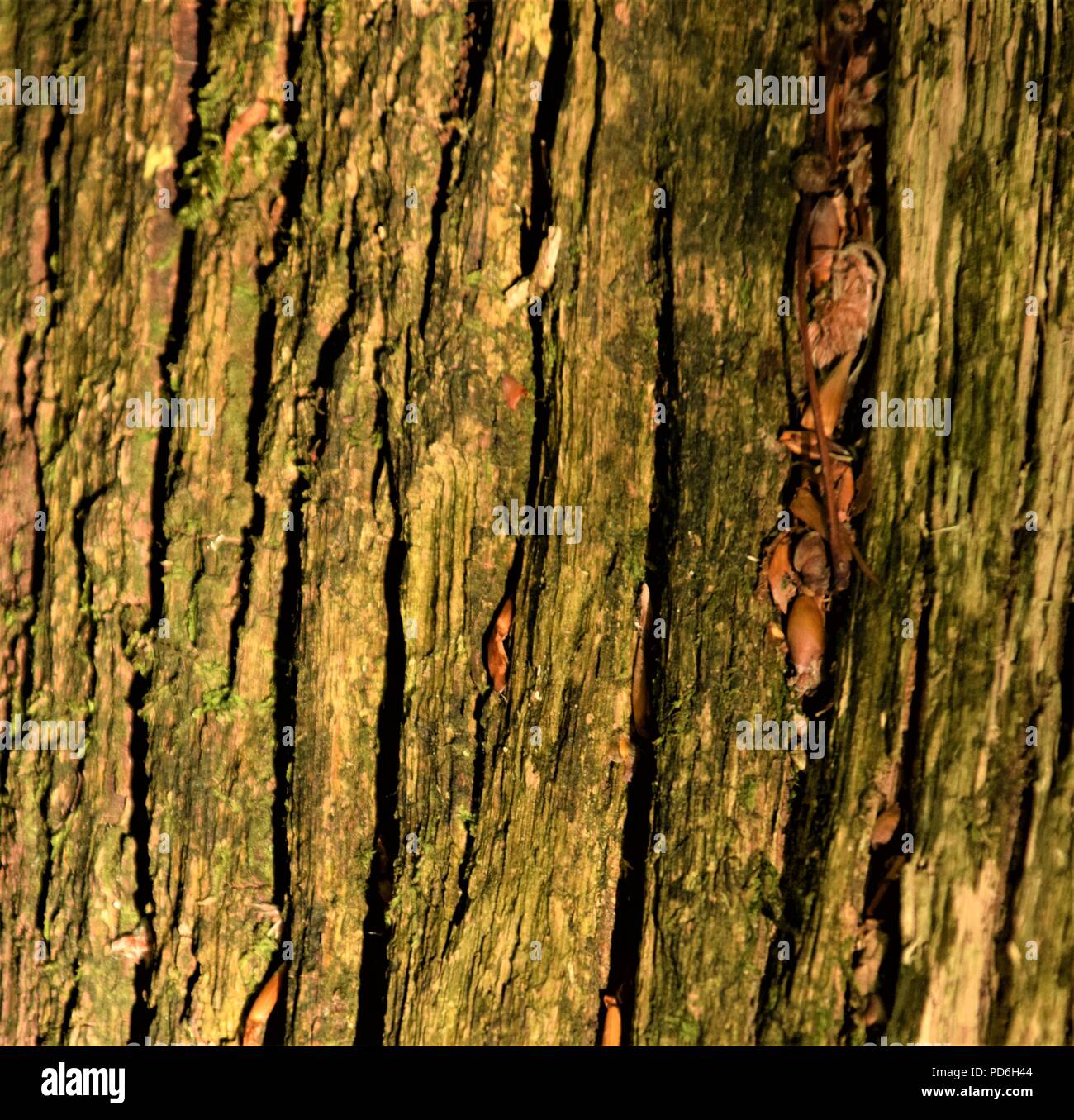 Tree bark texture macro photography in the nature with green moss over ...