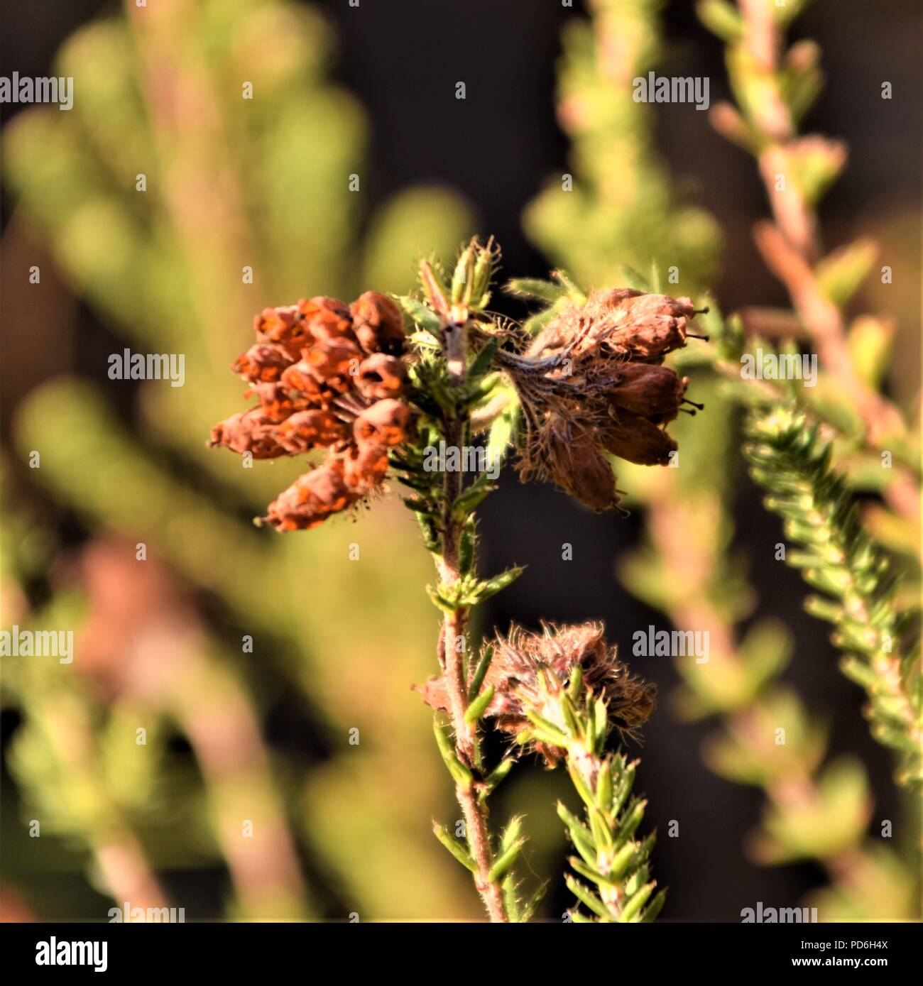 Red wild flower hi-res stock photography and images - Alamy