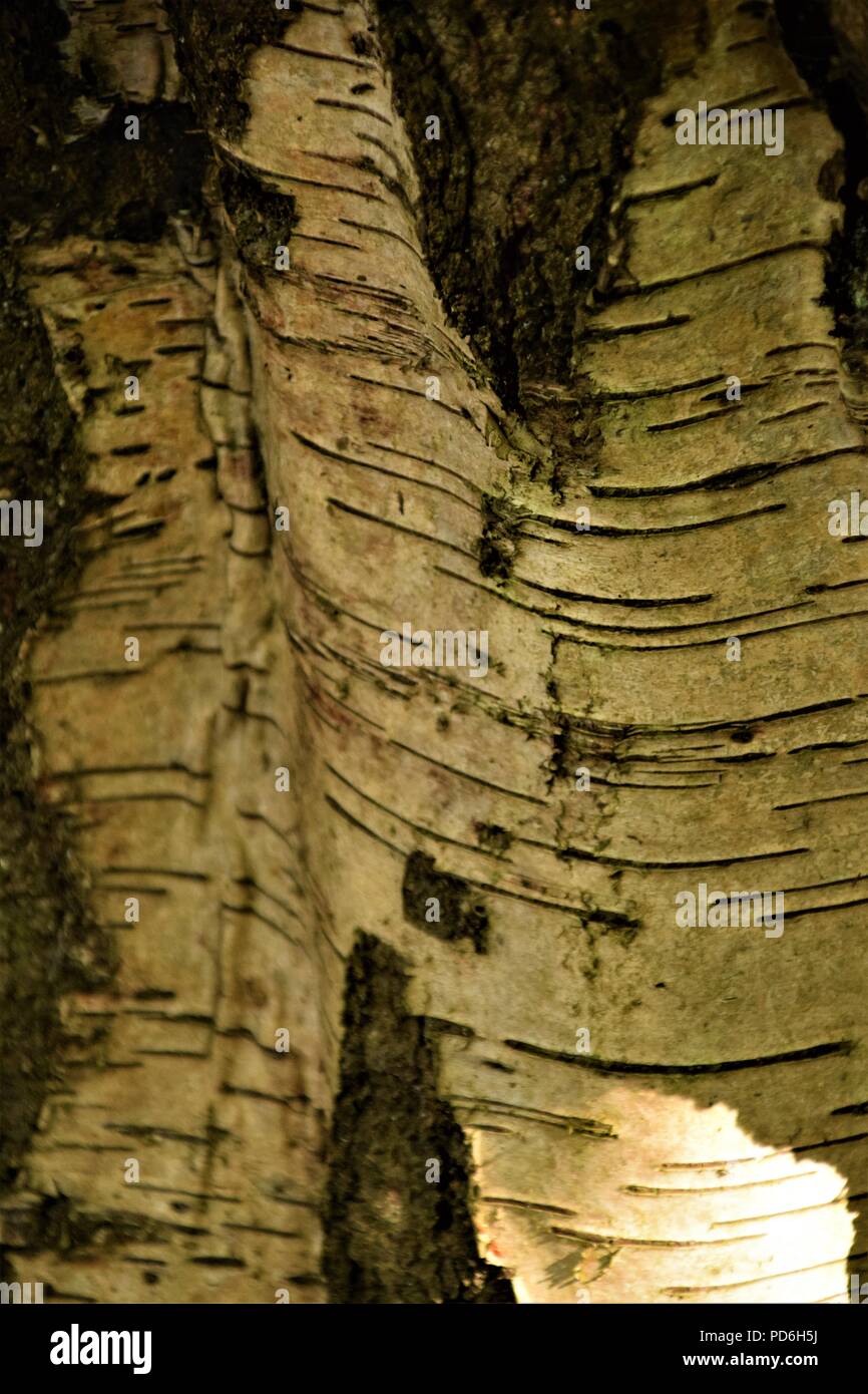 Tree bark texture macro photography in the nature with green moss over ...