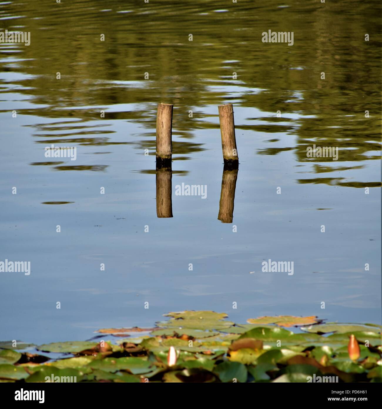 Reflection of two wood sticks in the water Stock Photo - Alamy