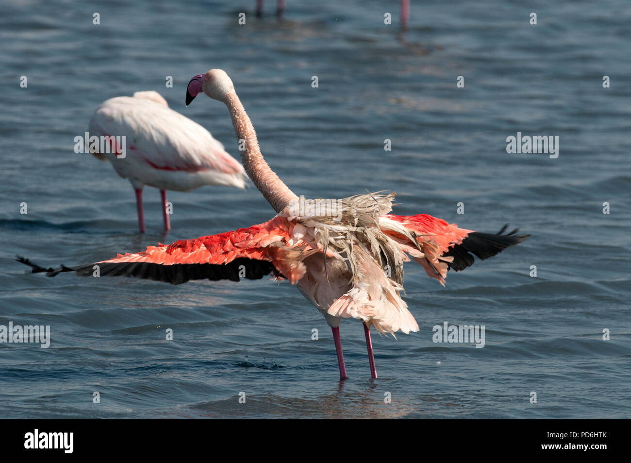Flamant rose hi-res stock photography and images - Alamy