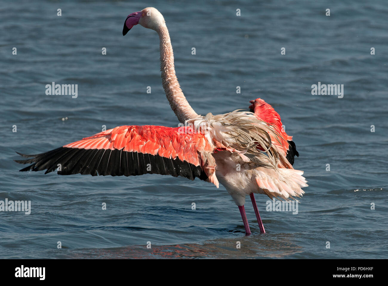 Flamant rose - Great Flamingo - Phoenicopterus roseus Stock Photo - Alamy