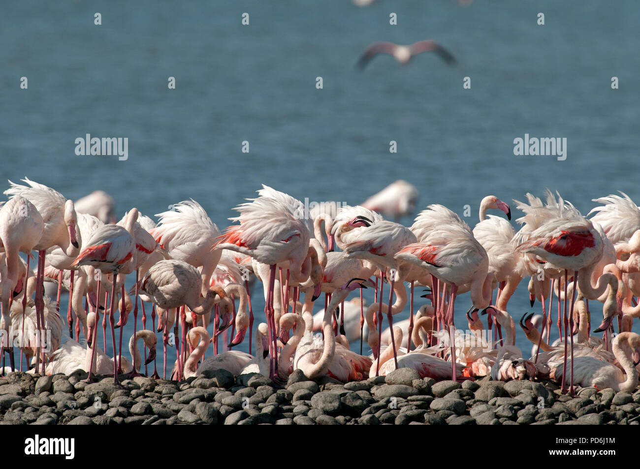 Flamant rose - Colonie du Fangassier - Great Flamingo - colony ...