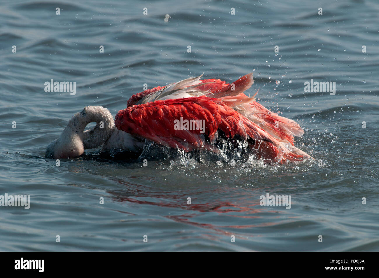 Flamant rose - Great Flamingo - Phoenicopterus roseus Stock Photo - Alamy