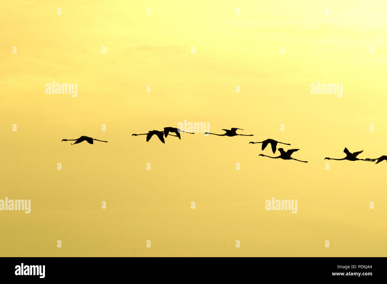 Great Flamingo, Flight, Phoenicopterus roseus // Flamant rose Stock ...