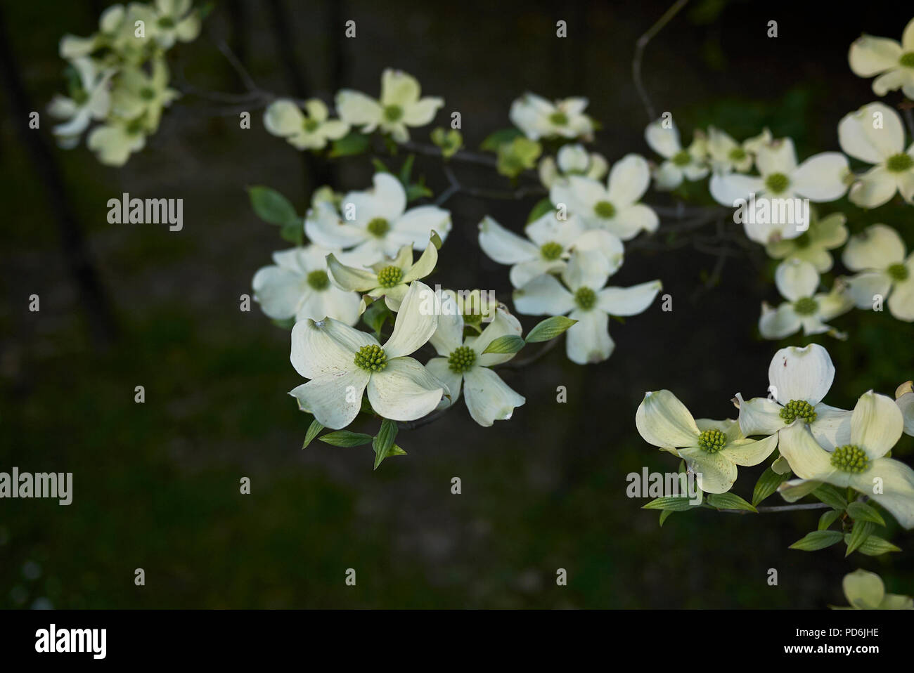 Cornus florida foliage hi-res stock photography and images - Alamy
