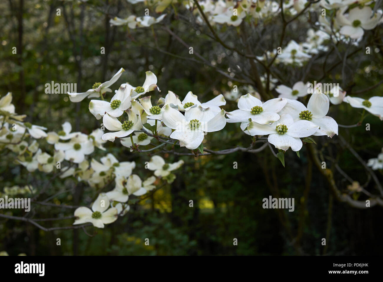 Cornus florida foliage hi-res stock photography and images - Alamy