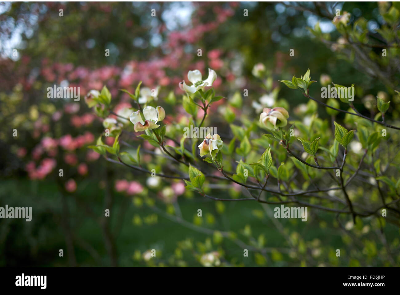 Cornus florida foliage hi-res stock photography and images - Alamy