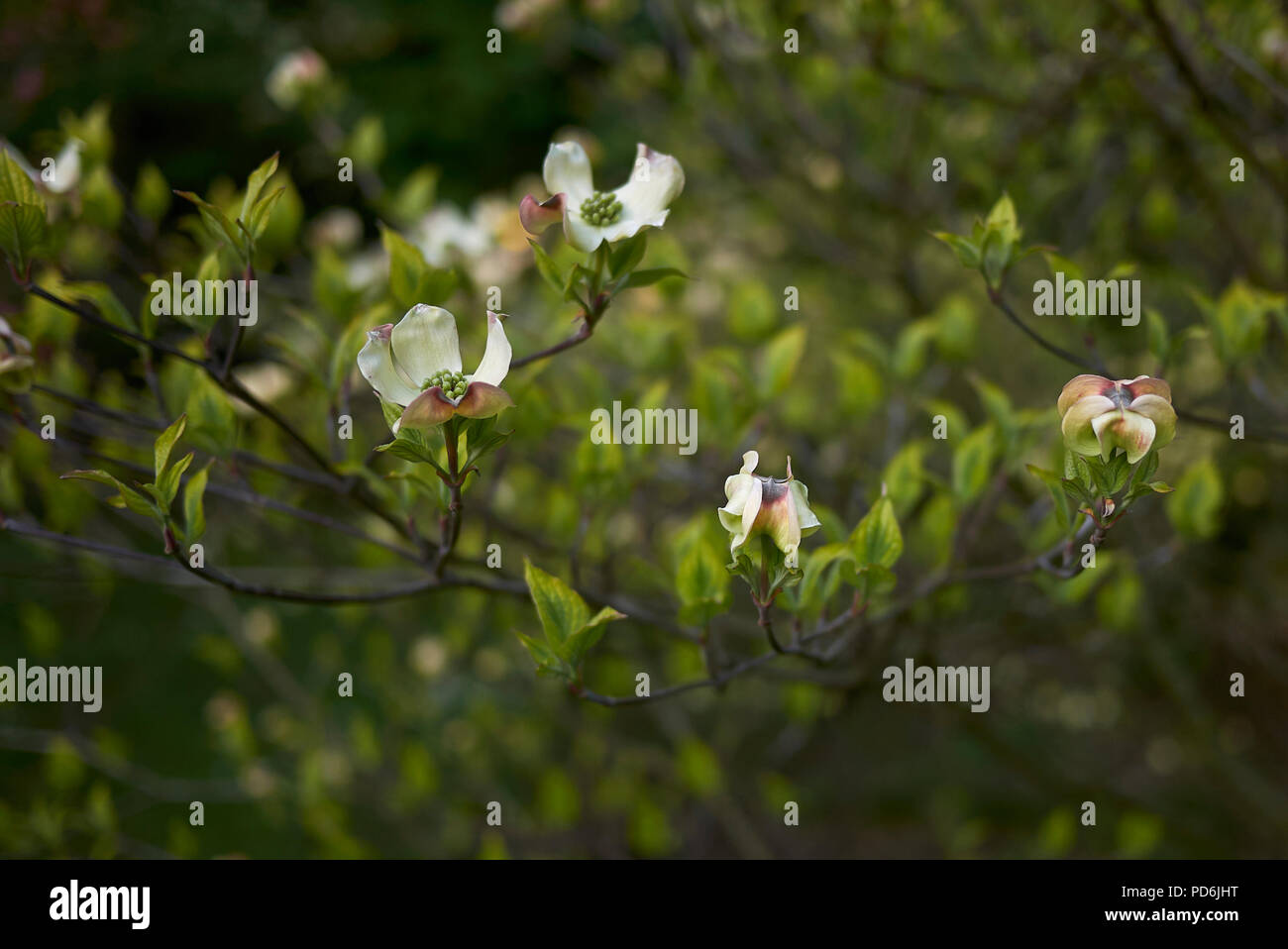 Cornus florida foliage hi-res stock photography and images - Alamy