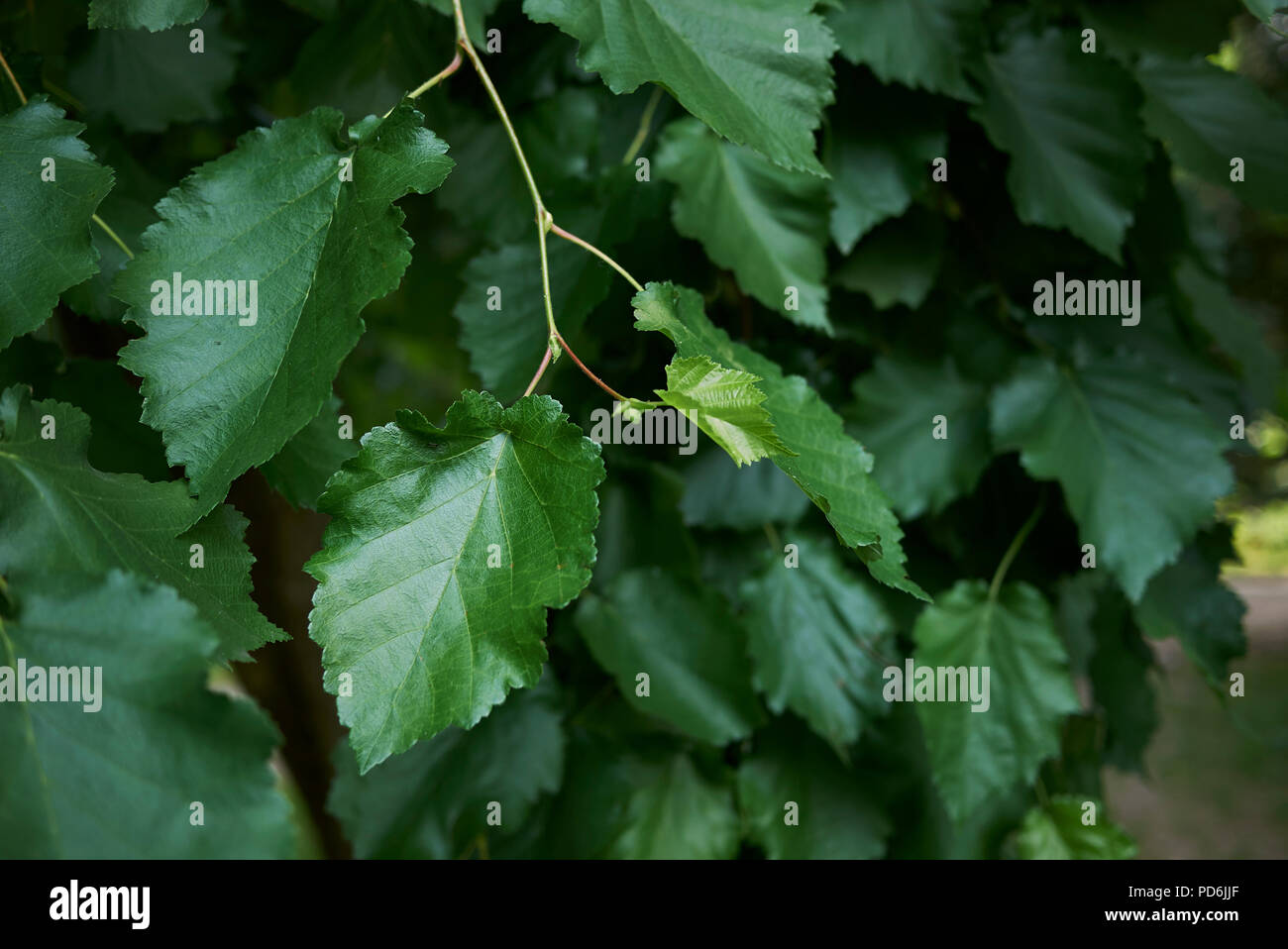 Turkish hazel corylus colurna hi-res stock photography and images - Alamy