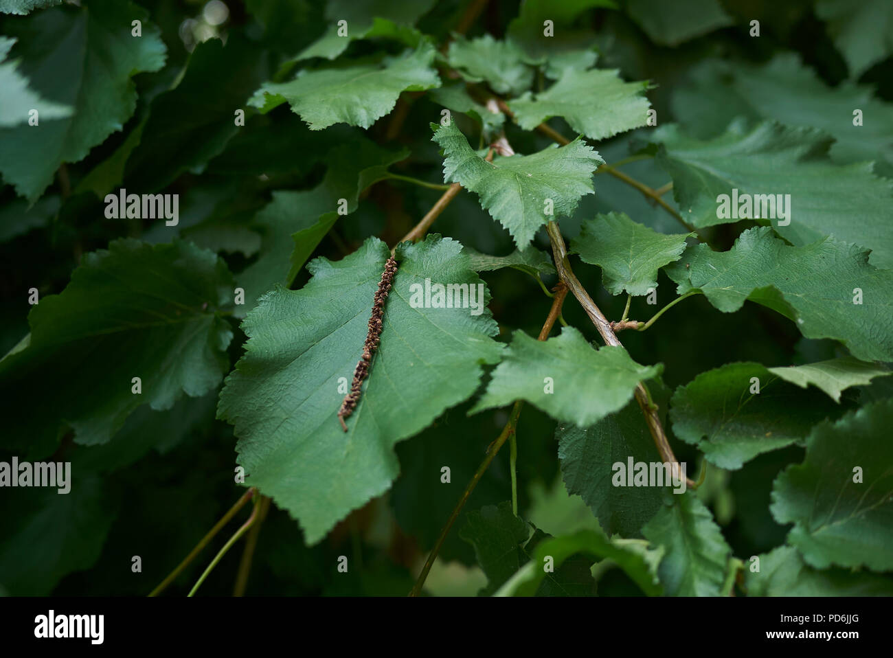 Corylus colurna plant Stock Photo - Alamy