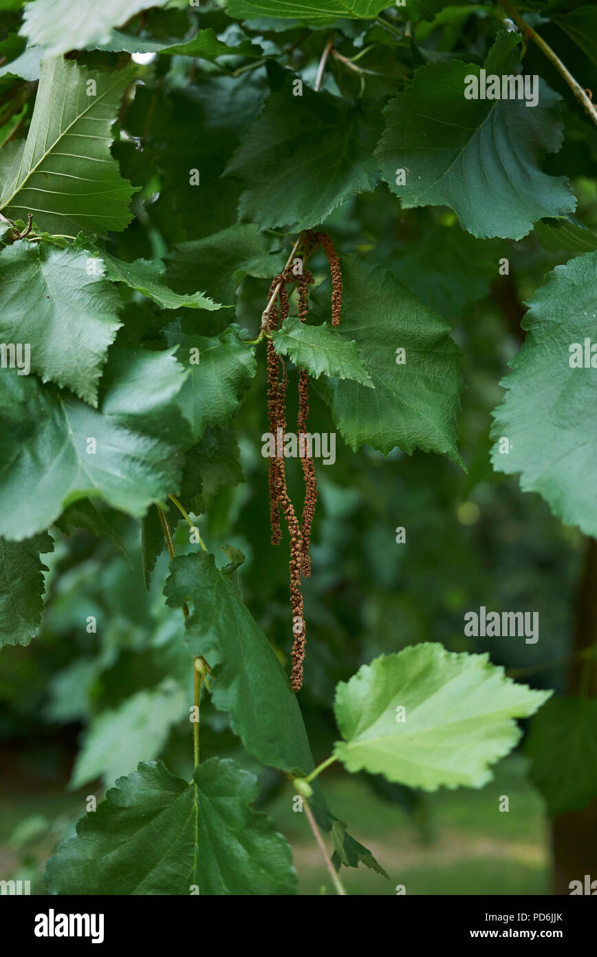 Corylus colurna plant Stock Photo - Alamy