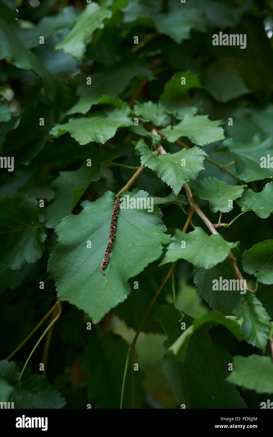 Corylus colurna hi-res stock photography and images - Alamy