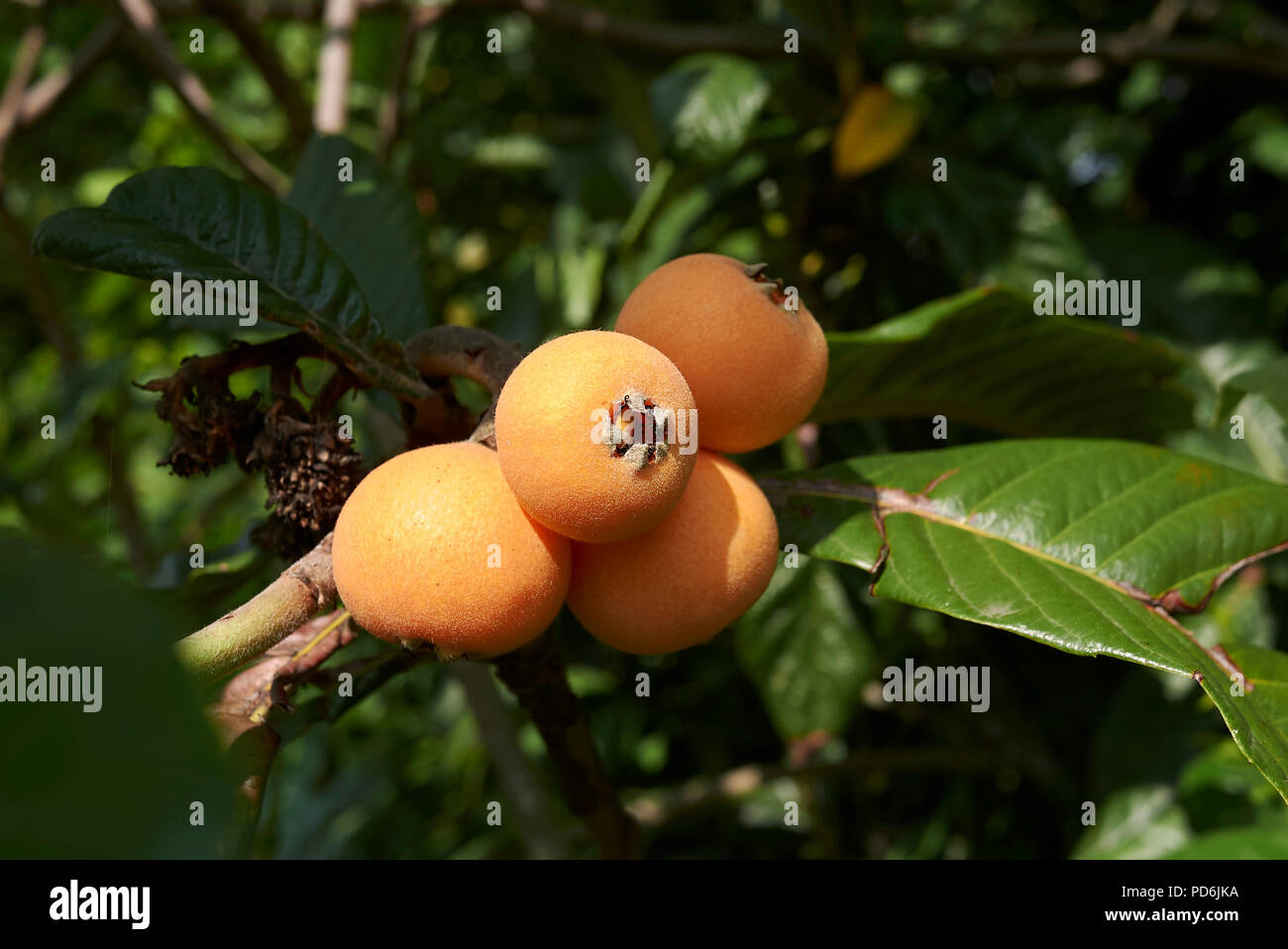 Eriobotrya japonica plant Stock Photo - Alamy