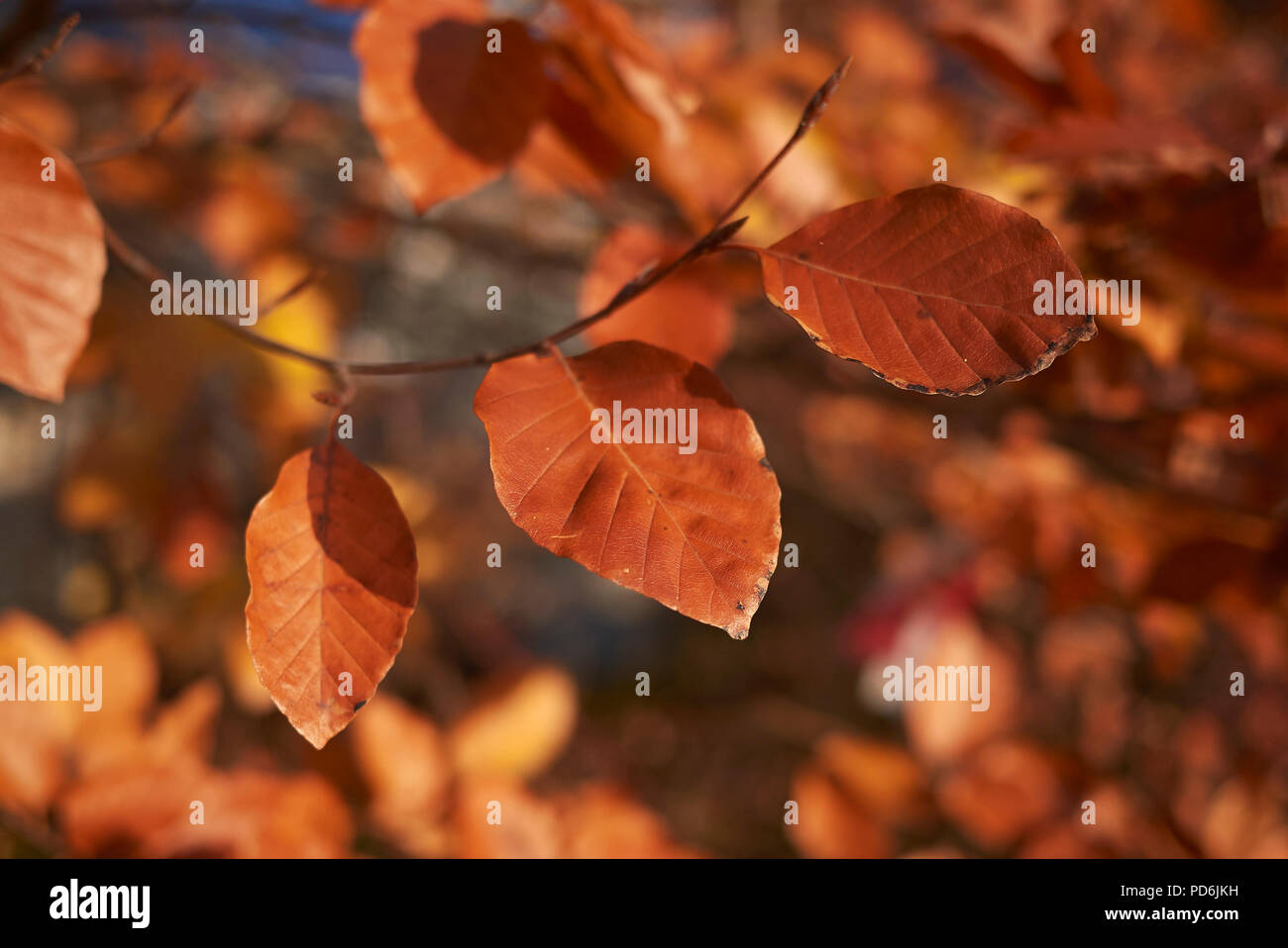 Fagus sylvatica plant Stock Photo - Alamy