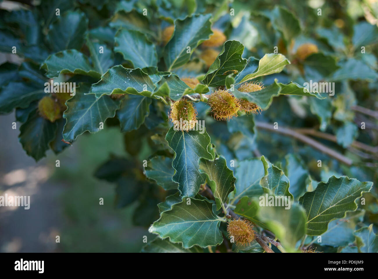 Common beech fagus sylvatica fruit hi-res stock photography and images ...