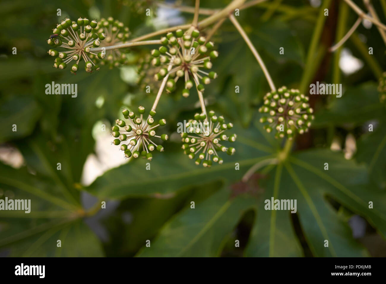 Fatsia japonica plant Stock Photo - Alamy