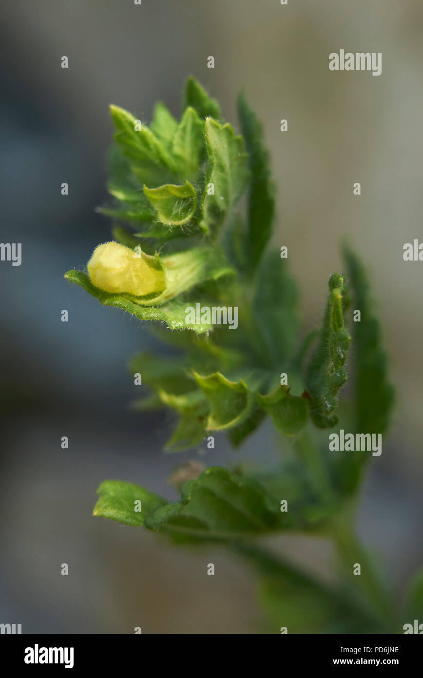 Melissa officinalis plant Stock Photo - Alamy