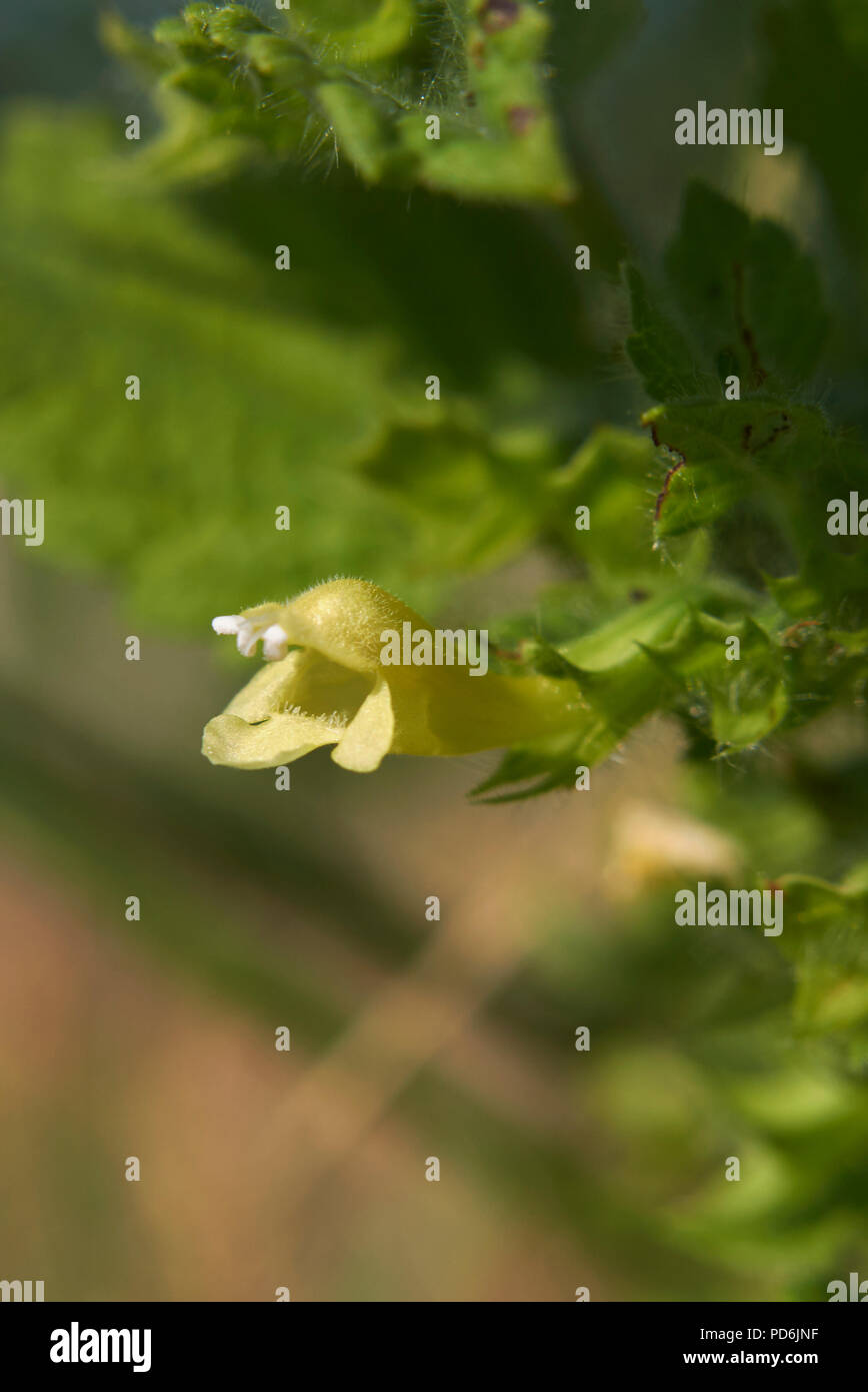 Melissa officinalis plant Stock Photo - Alamy