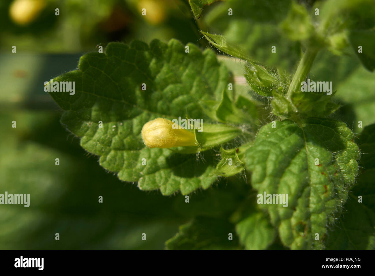 Melissa officinalis plant Stock Photo - Alamy