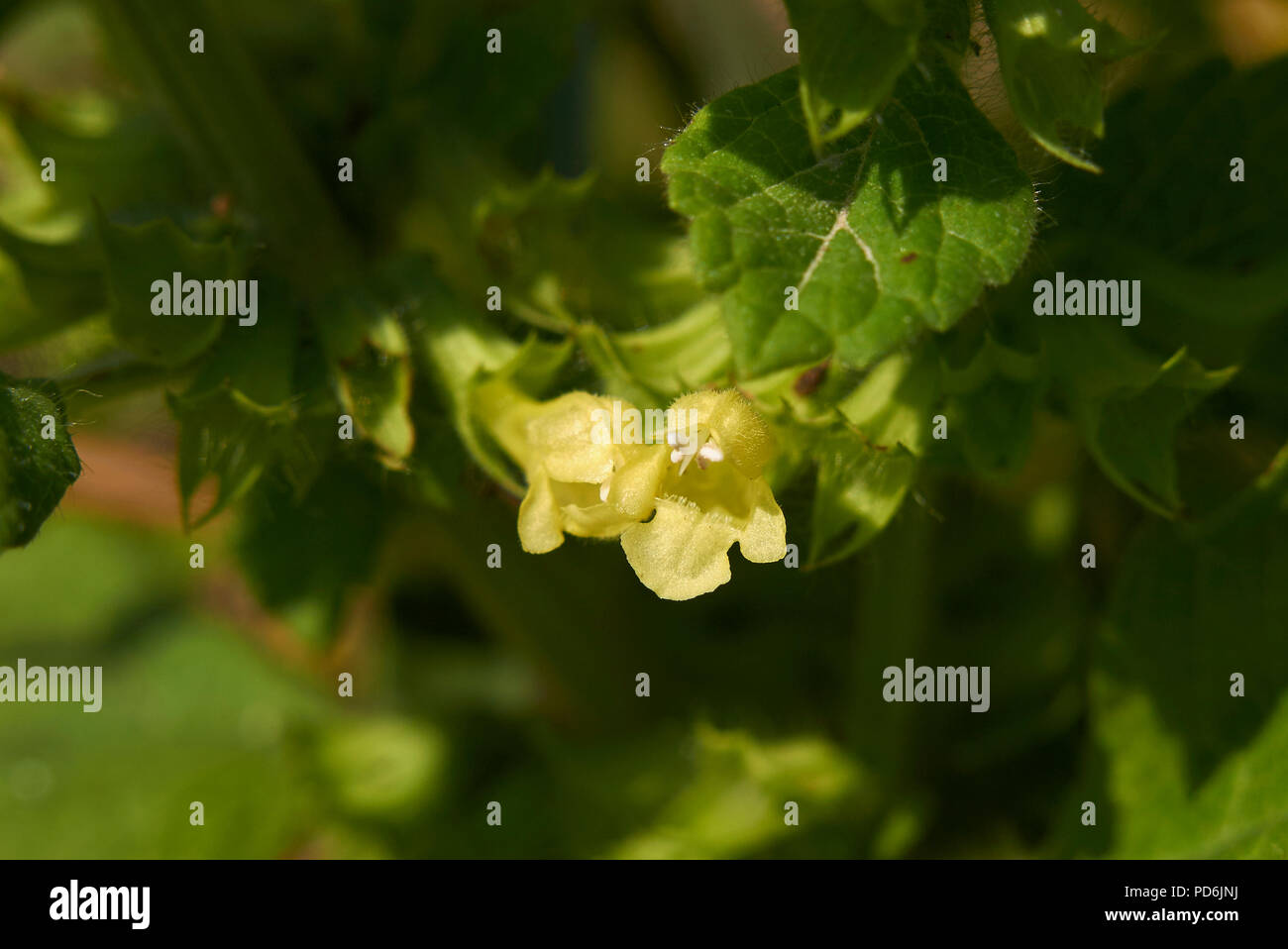 Melissa officinalis plant Stock Photo - Alamy