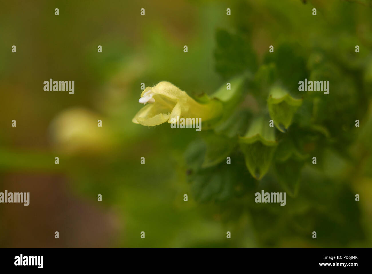 Melissa officinalis plant Stock Photo - Alamy