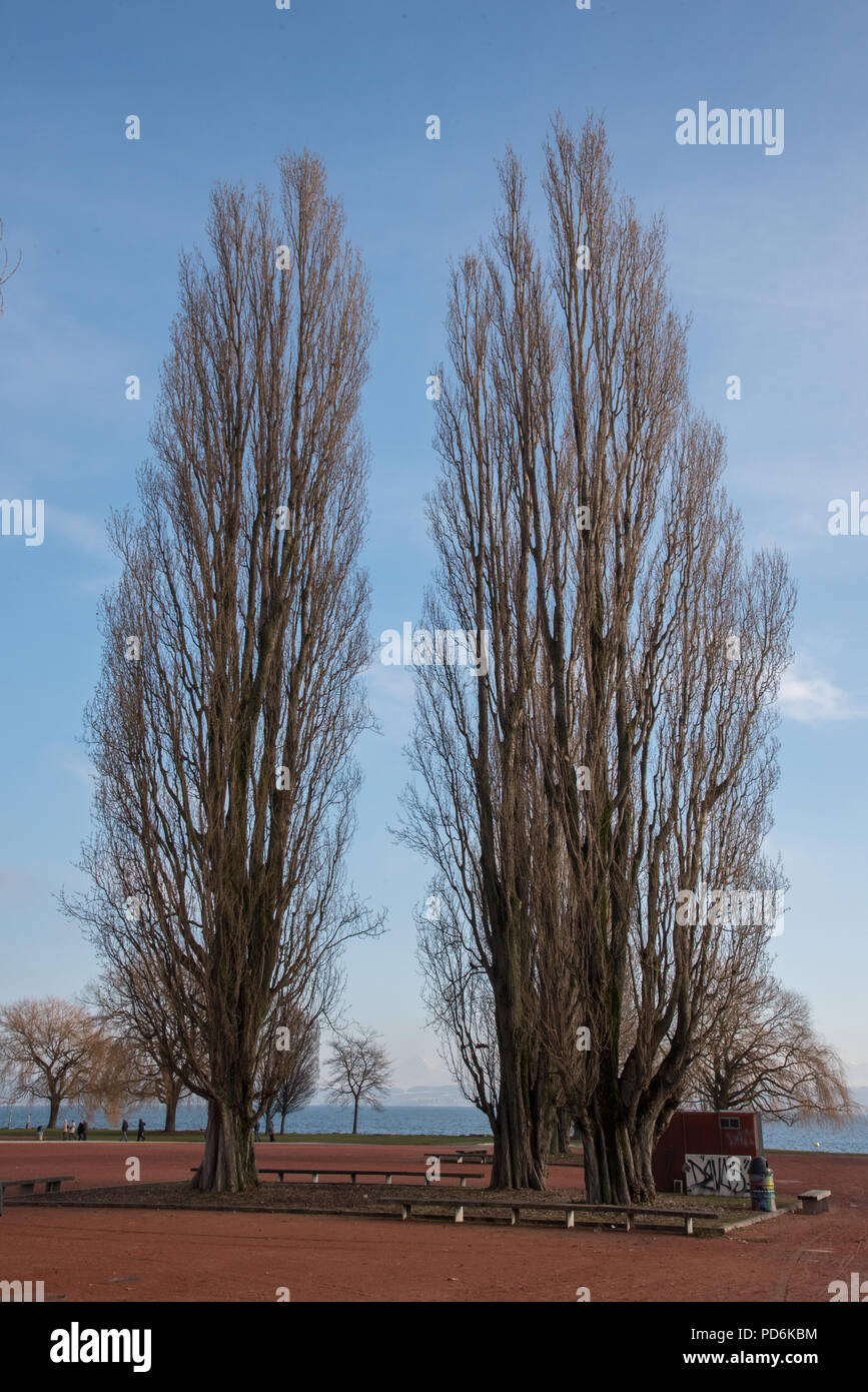 Trees in winter, Neuchatel town, Switzerland, Europe Stock Photo - Alamy