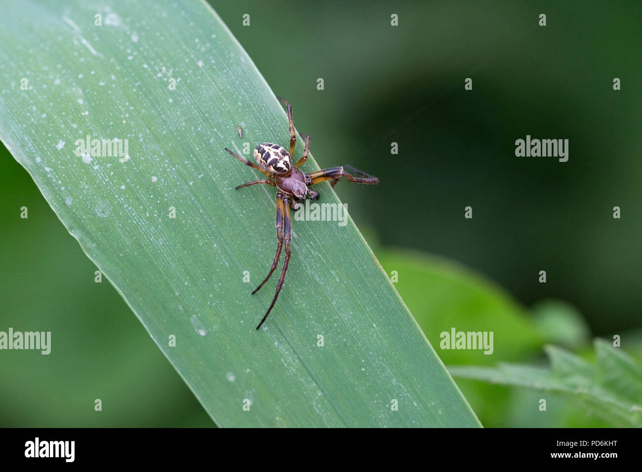 Furrow orb weaver hi-res stock photography and images - Alamy
