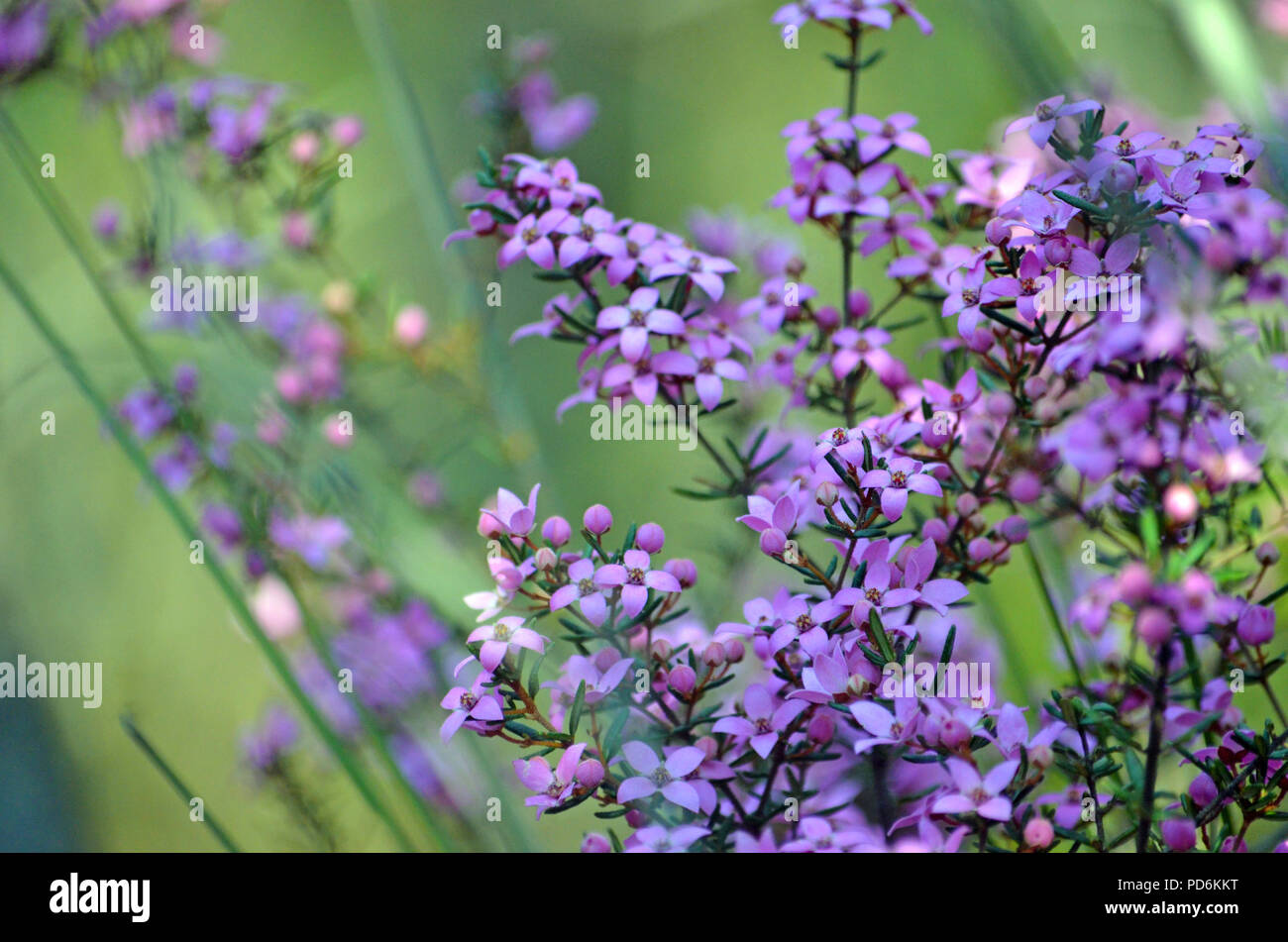 Pink flowers and buds of Australian native Boronia ledifolia, growing ...