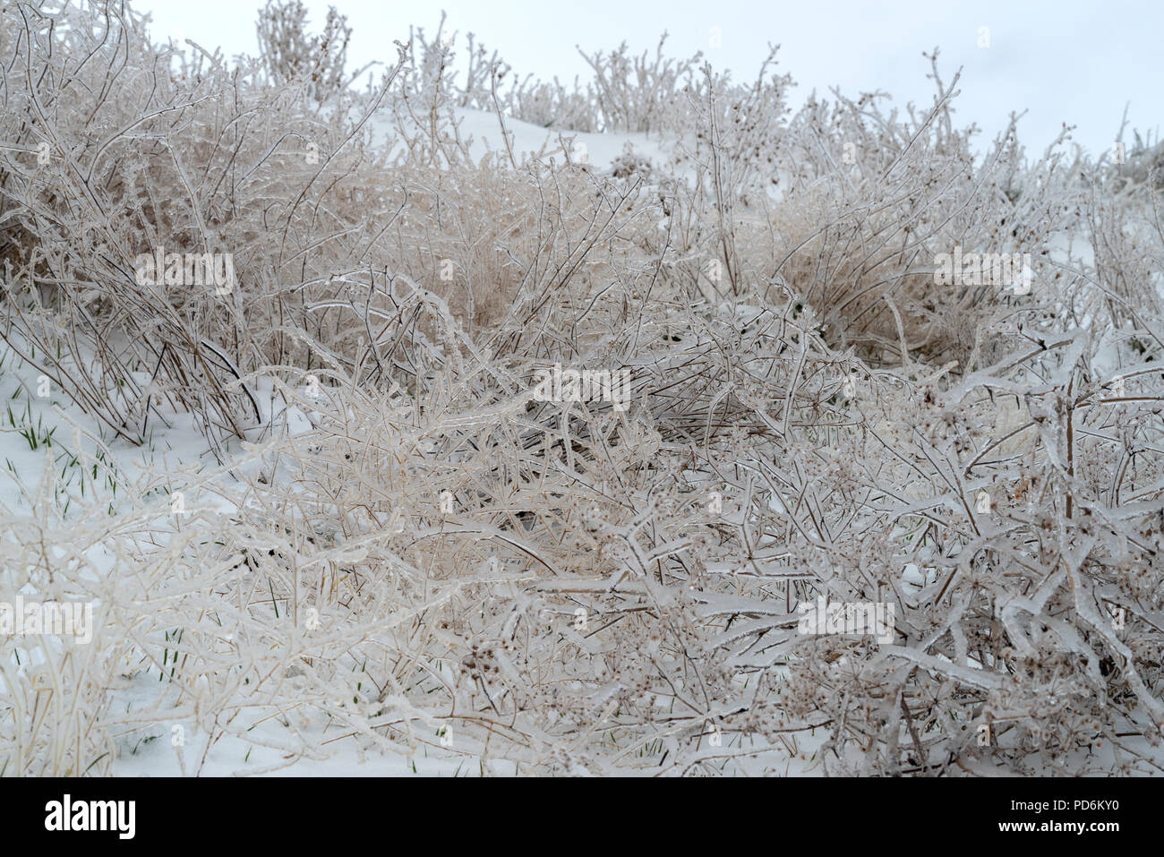 Grass covered in ice after the freezing rain Stock Photo - Alamy
