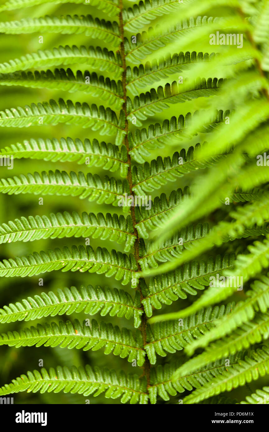 A frond of the Male Fern, Dryopteris Filix-mas Stock Photo - Alamy