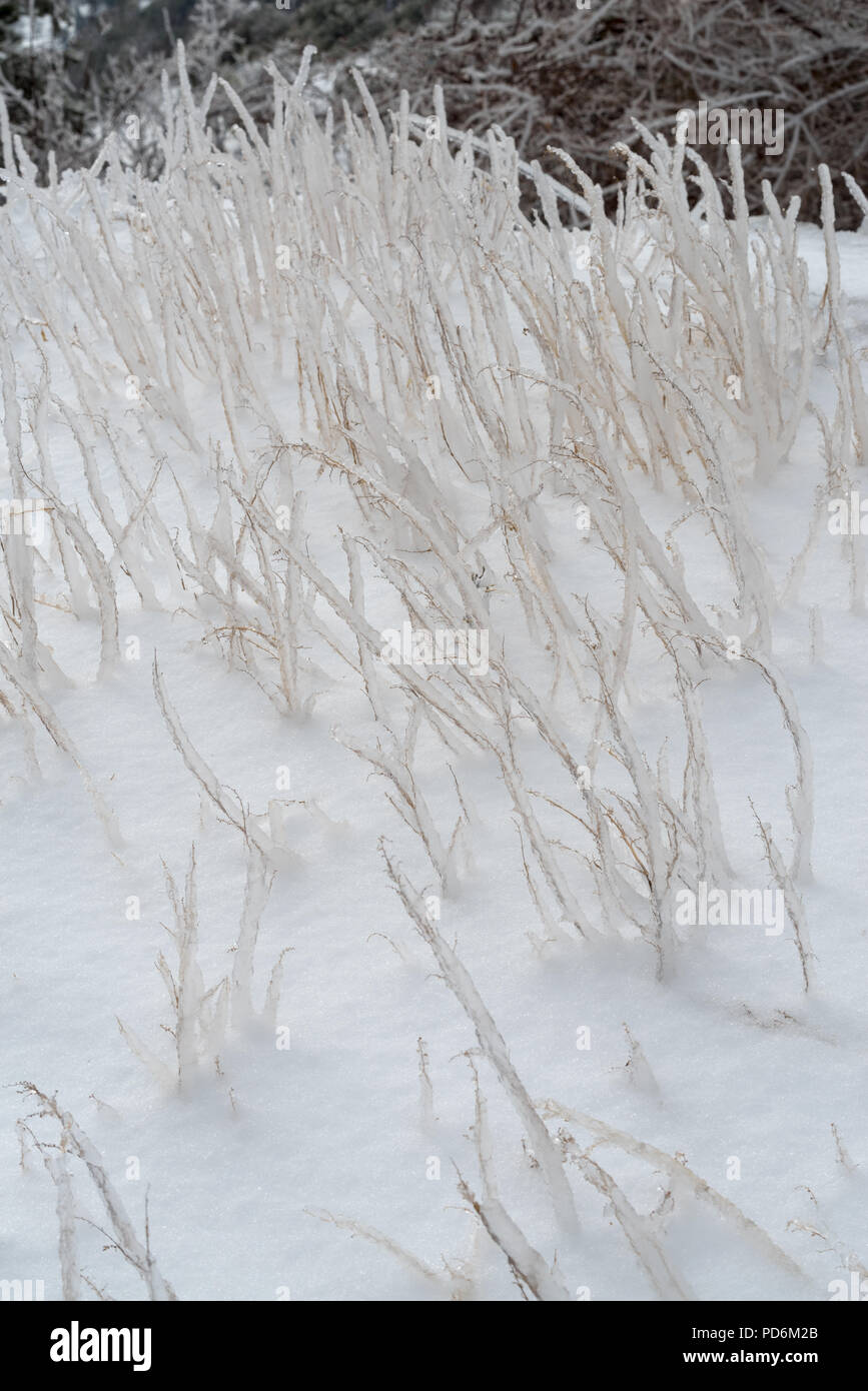 Grass covered in ice after the freezing rain Stock Photo - Alamy