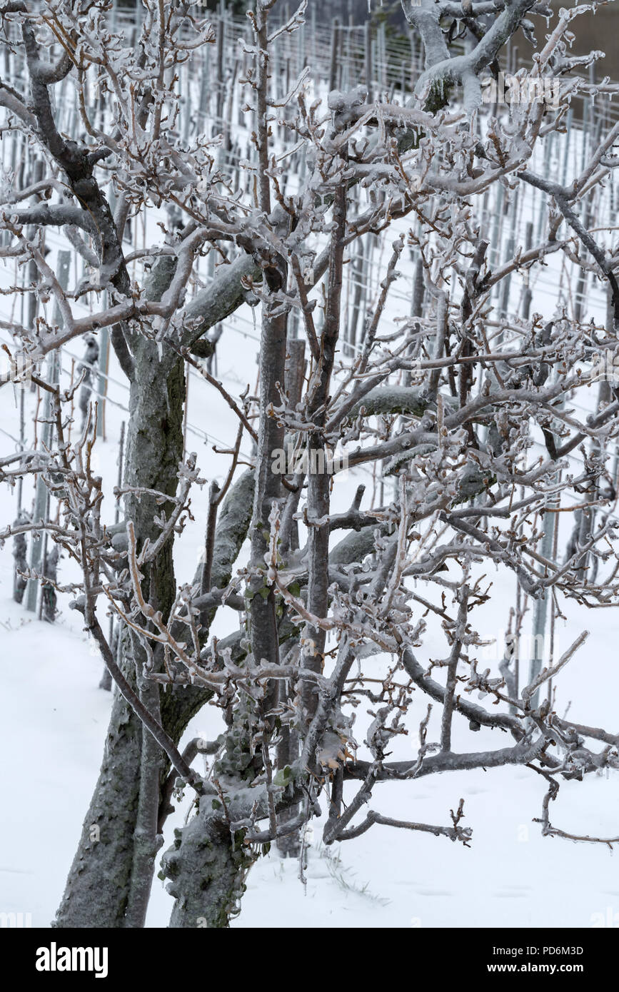 Heavy freezing rain ice storm hi-res stock photography and images - Alamy