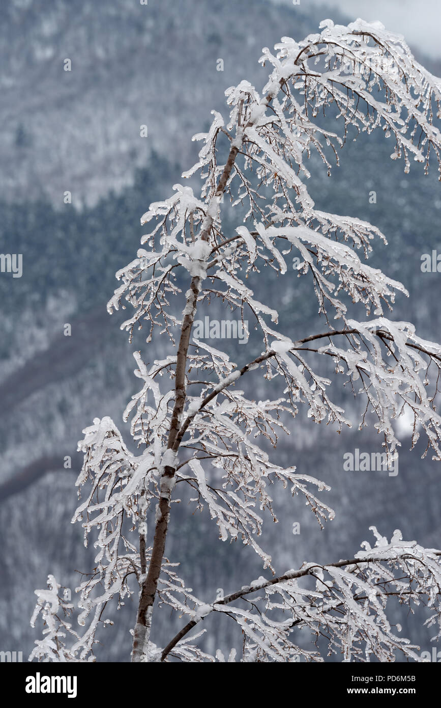 Tree branches covered in ice after the freezing rain Stock Photo - Alamy
