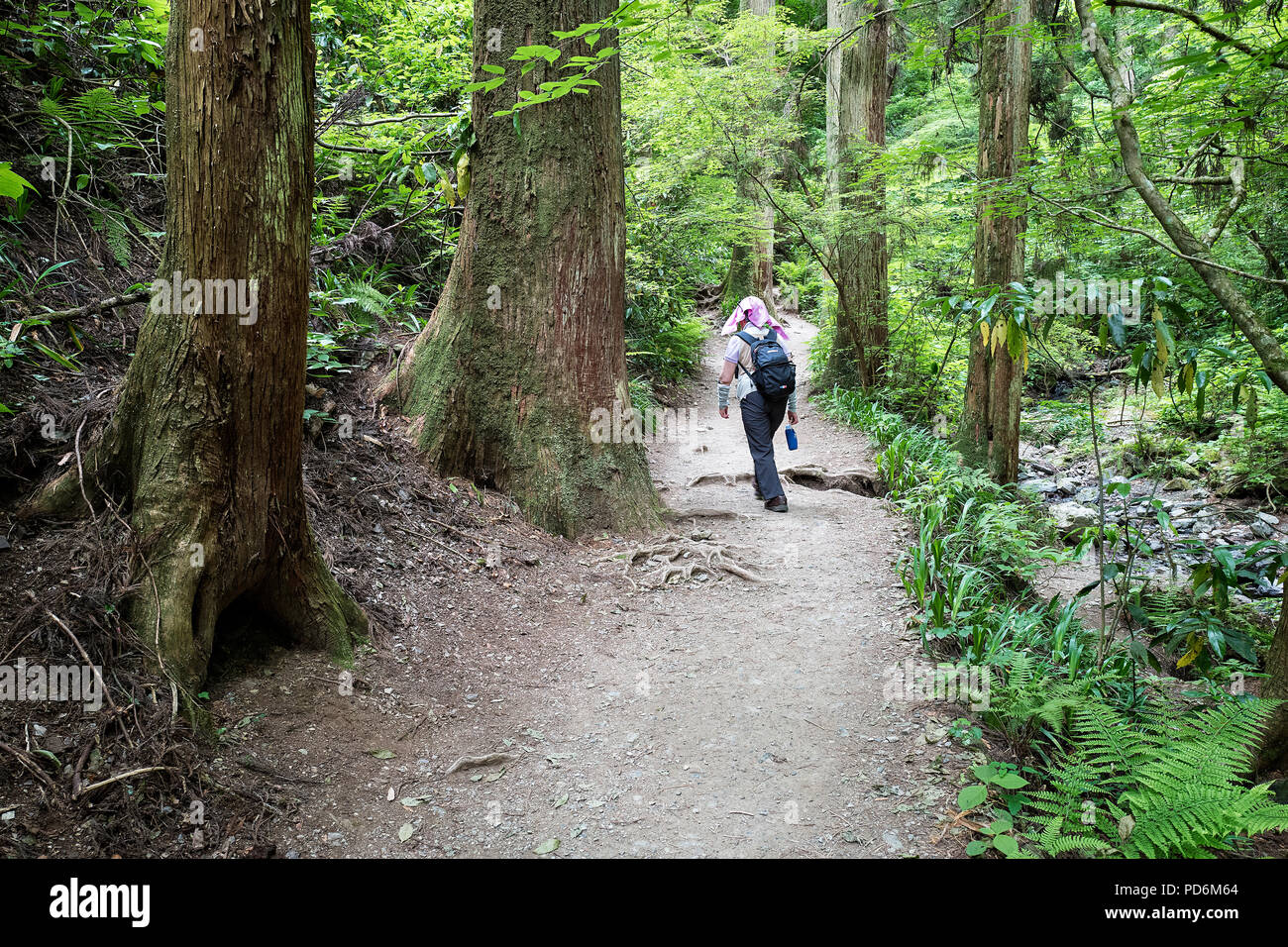 Japan, Honshu island, Kanto, Takao, the forest of mount Takao Stock ...