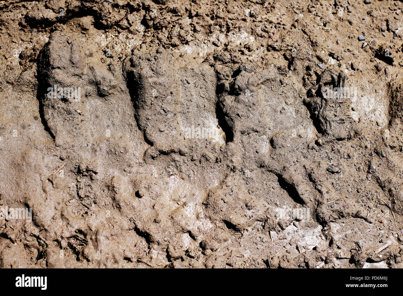 Muddy Ground Stock Photos & Muddy Ground Stock Images - Alamy