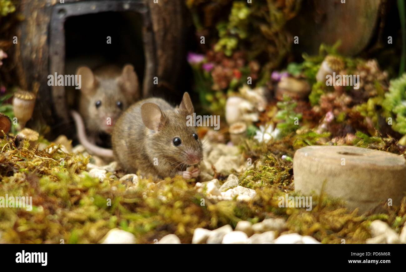 Wildlife garden log pile hi-res stock photography and images - Alamy