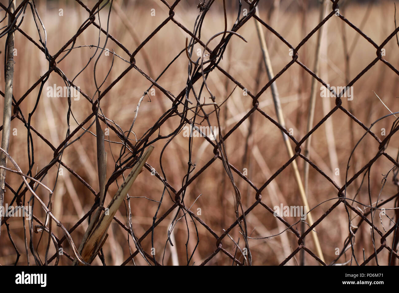 Metal wire grid fence with dry brown grass on background Stock Photo ...