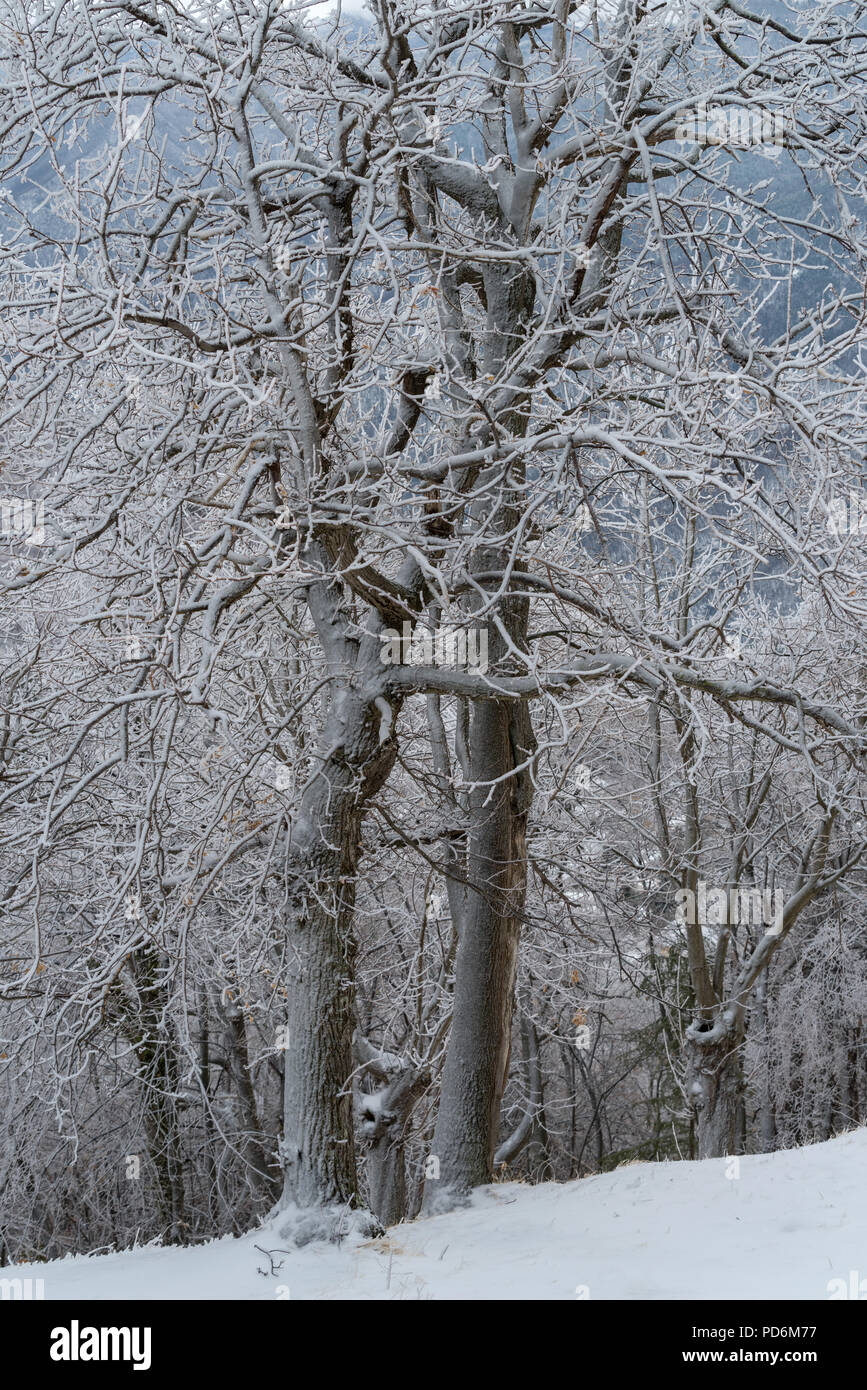 Trees covered in ice after the freezing rain Stock Photo - Alamy
