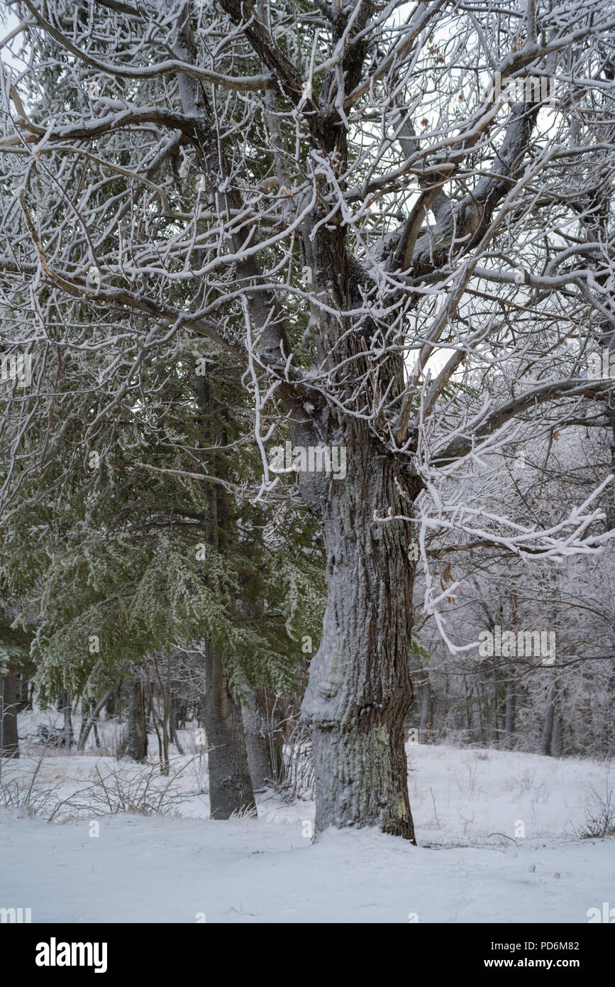 Trees covered in ice after the freezing rain Stock Photo - Alamy