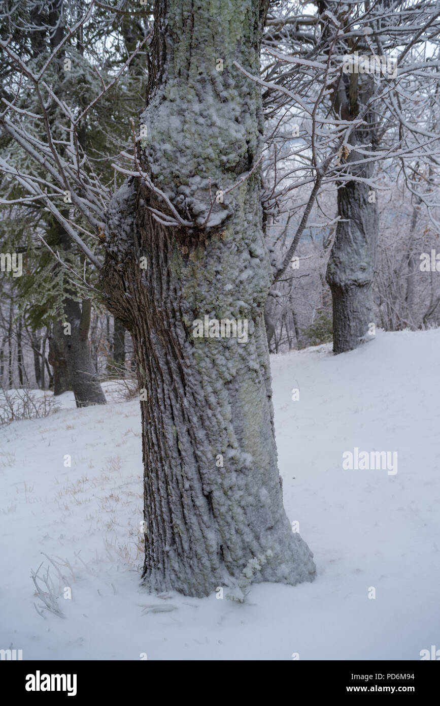 Trees covered in ice after the freezing rain Stock Photo - Alamy