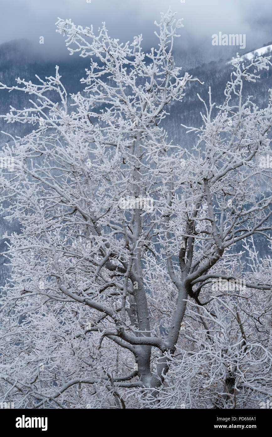 Tree covered in ice after the freezing rain Stock Photo - Alamy
